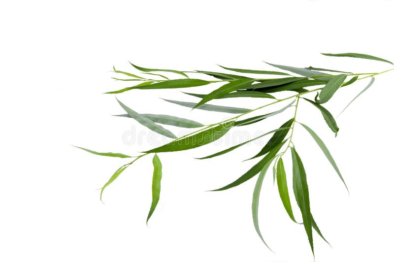 Young twigs of willow stock photo. Image of white, summer - 209184546