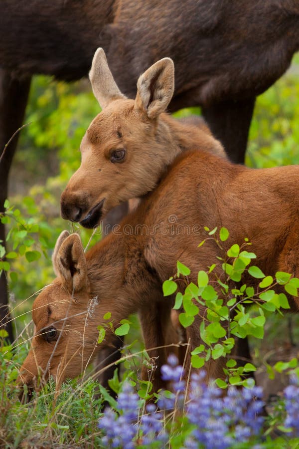 Alaska Moose and Young Calf Feeding Stock Photo - Image of field, mega ...