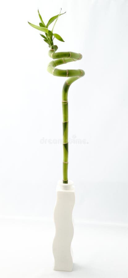 Young twisted bamboo stock image. Image of fresh, green - 4027063
