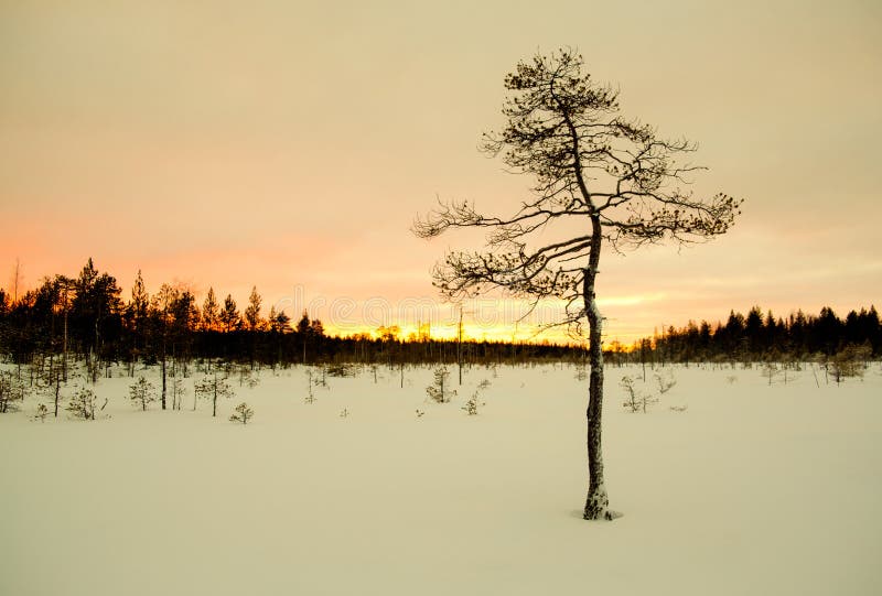 Young ugly pine in winter stock image. Image of forest - 86606167