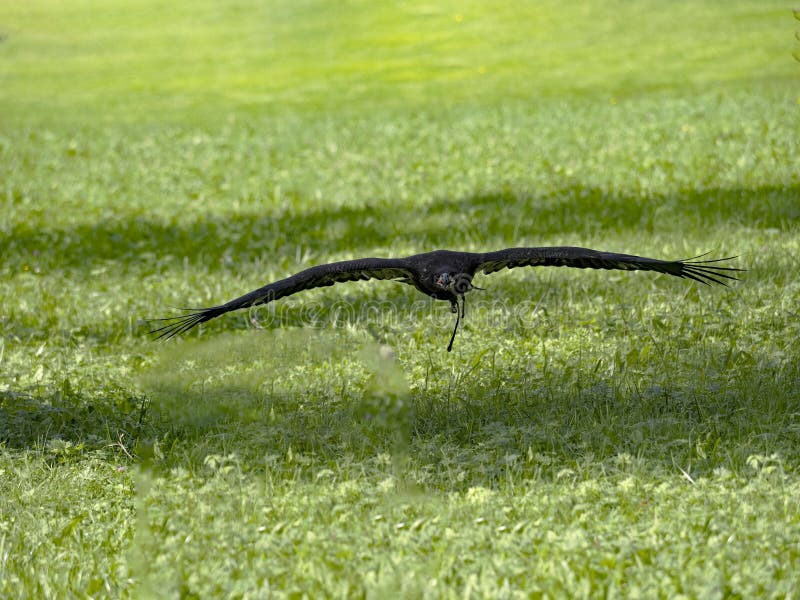 Young Uncolored Bald Eagle, Haliaeetus Leucocephalus, Flies during ...