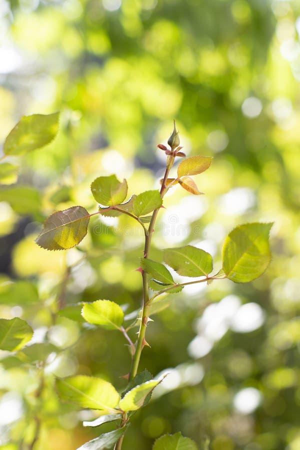 An Unopened Rose Bud with an Aphid Sitting on it Against a Background ...