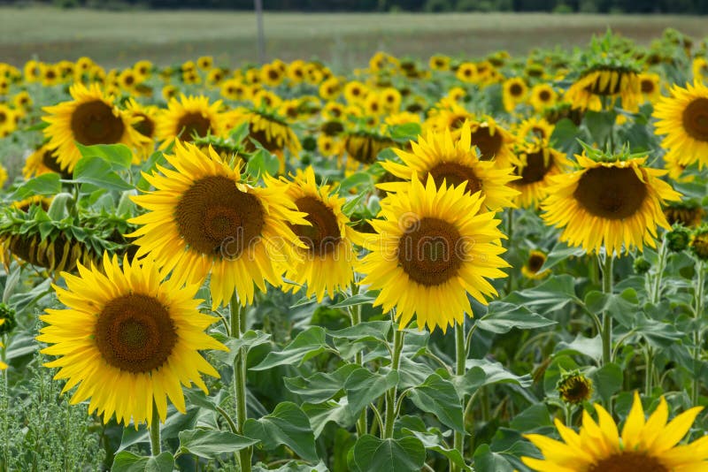 A Young Unopened Sunflower Grows in a Field. Sunflower Cultivation ...