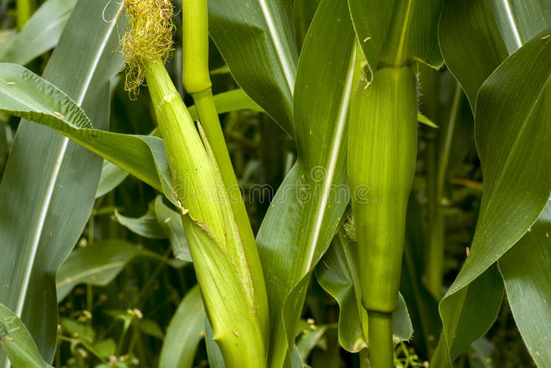 Young, Unripe Corn Growing on a Bush in a Cornfield. Stock Photo ...