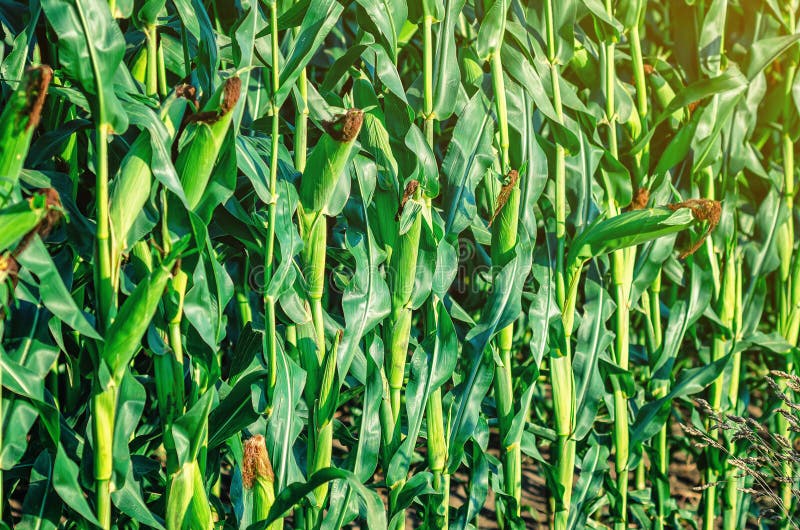 Young Unripe Ears of Corn in Field on Stalks Stock Photo - Image of ...