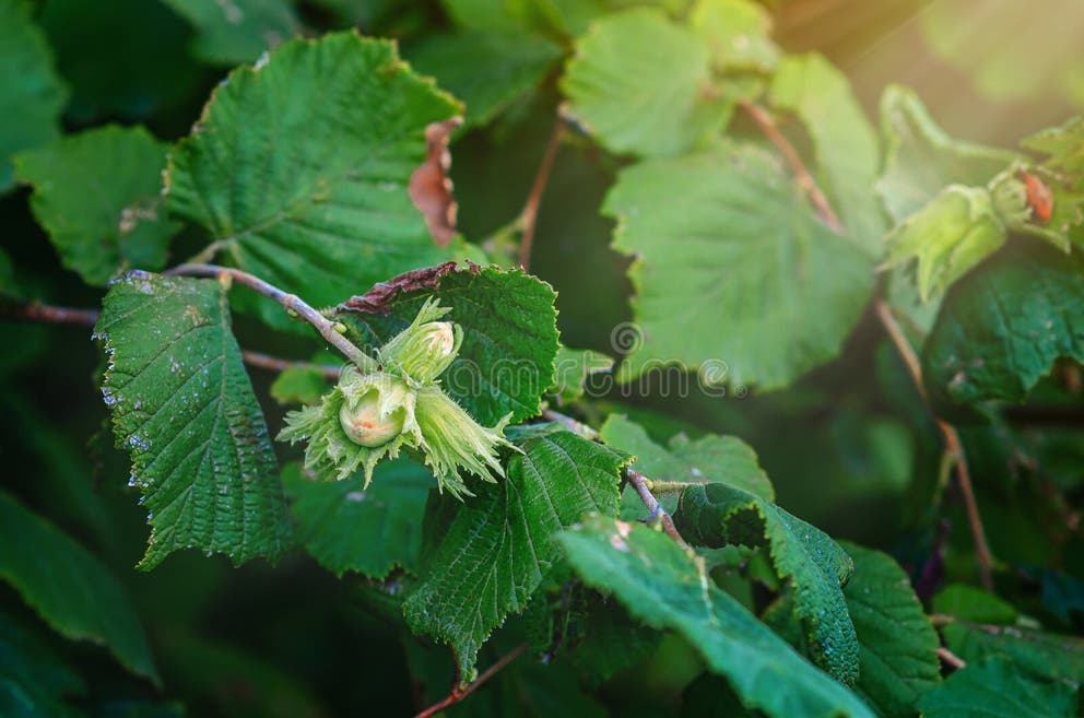 Young Unripe Hazelnuts on Branches. Hazelnut Harvest. Stock Photo ...