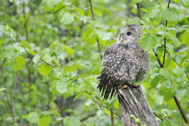 Young Ural owl stock image. Image of wildlife, child - 55330915