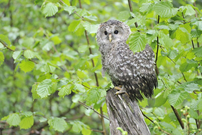 Young Ural owl stock image. Image of goshawk, juvenile - 55330919