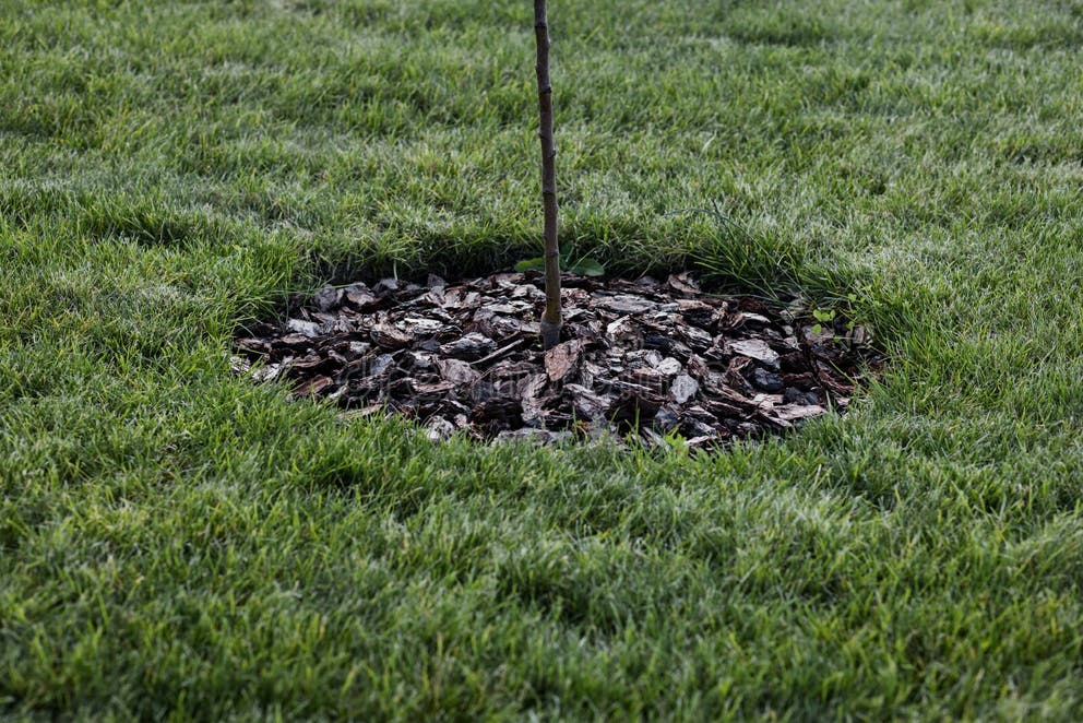 Young urban trees stock image. Image of tree, urban - 268490255