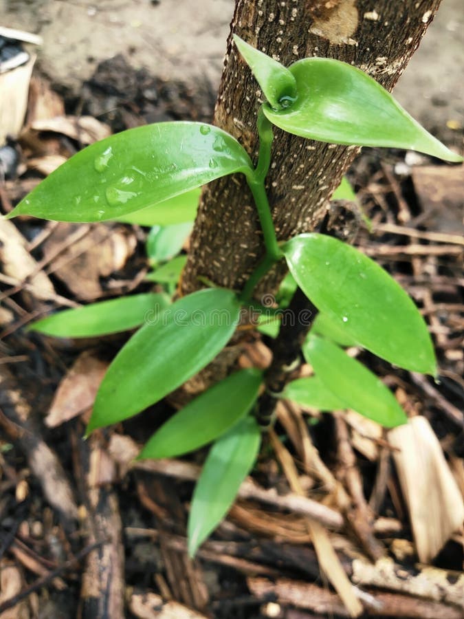 Young Vanilla Plant Growing Around a Support Tree. Stock Image - Image ...