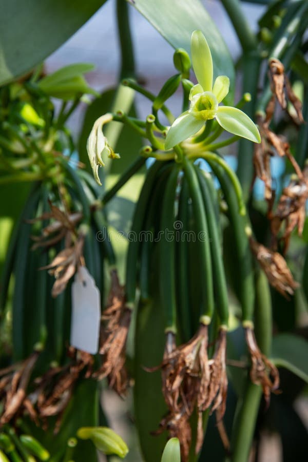 The Young Vanilla Pod after Being Pollinated. Stock Image - Image of ...