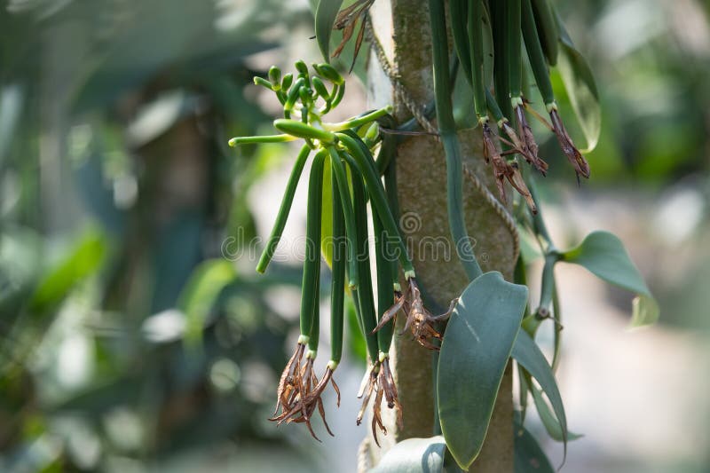 The Young Vanilla Pod after Being Pollinated. Stock Photo - Image of ...