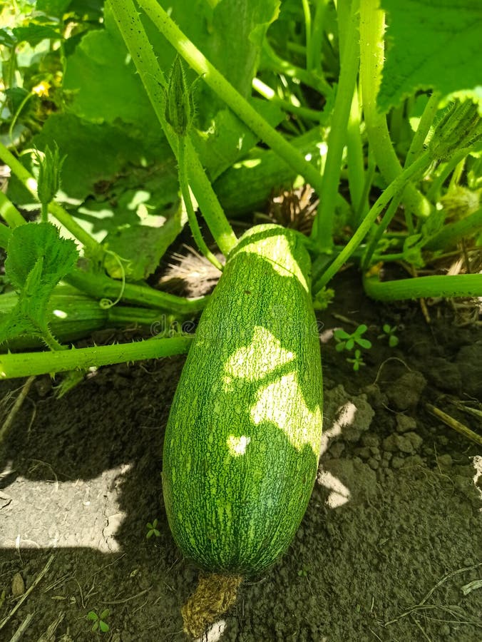 Young Vegetable Marrow Plant on the Garden Bed. Stock Photo - Image of ...