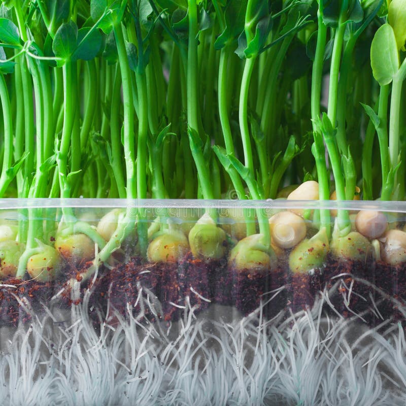 Young Vegetable Pea Sprouts, Microgreen Close-up Stock Photo - Image of ...