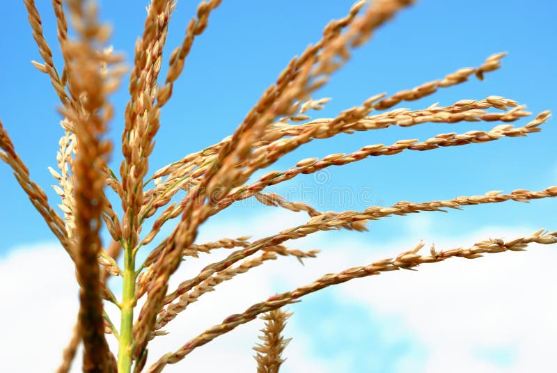Young Vegetation on a Corn Field Stock Photo - Image of farmland ...