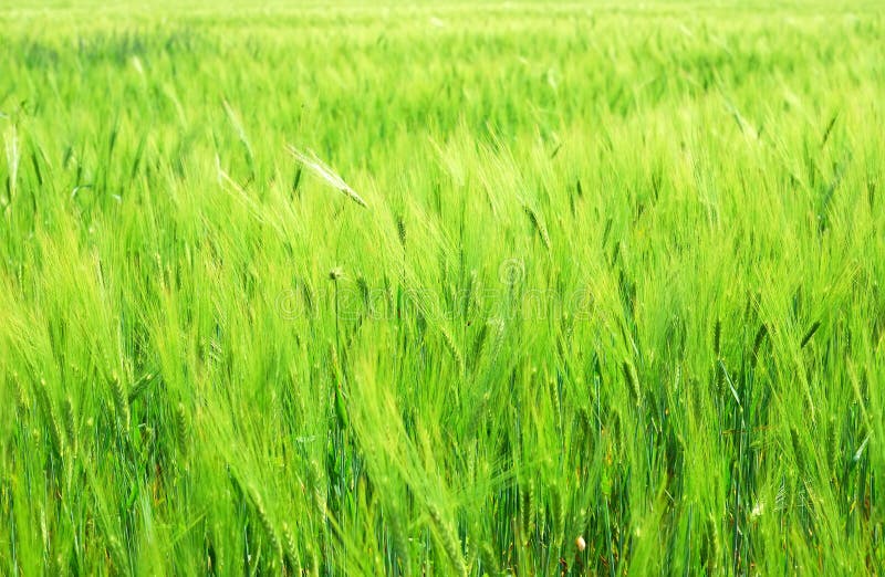 Young Vegetation on a Corn Field Stock Photo - Image of country ...