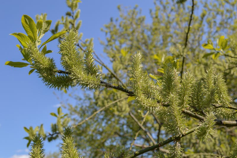 Young Verba Leaves and Inflorescences in Spring on a Natural Background ...