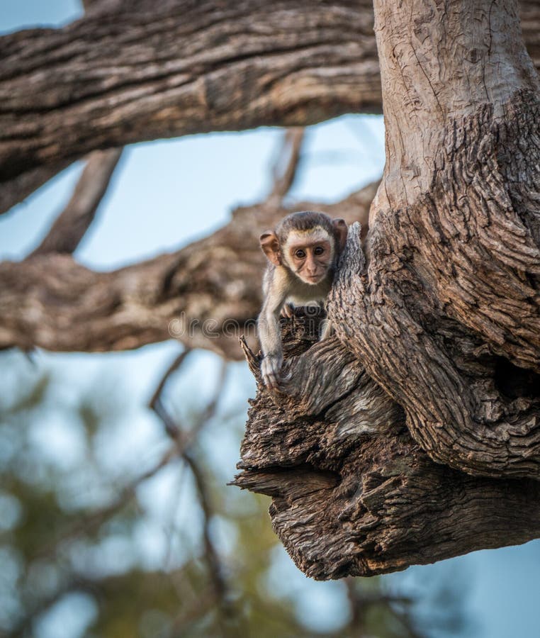 A Young Vervet Monkey Starring at the Camera. Stock Photo - Image of ...