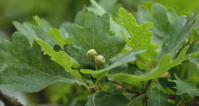 Young and Very Small Acorns at the Huge Old Oak. Stock Image - Image of ...