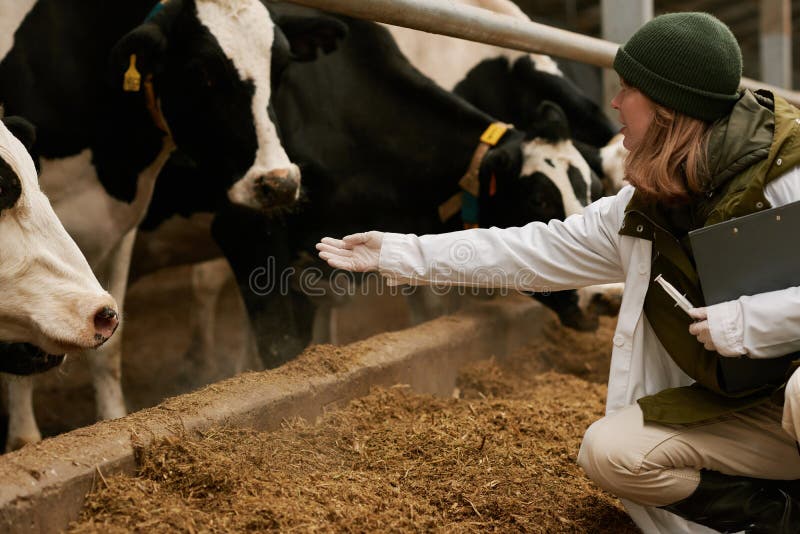 Veterinarian Checking the Health of Cows Stock Image - Image of cowshed ... Veterinarian Checking the Health of Cows Stock Image - Image of cowshed ...