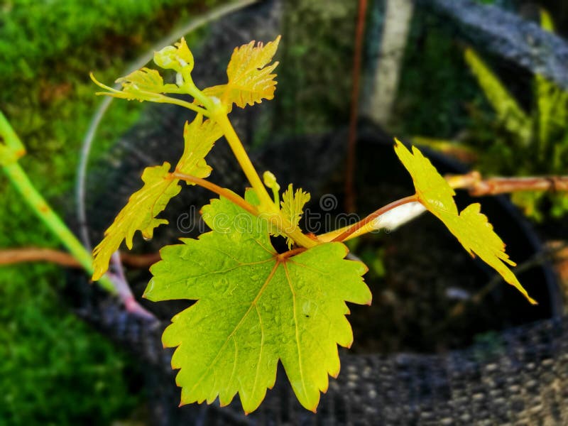 This is a young vine stock photo. Image of healthy, vine - 204194354