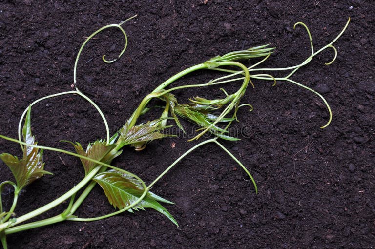 262 Creeper Seedling Stock Photos - Free & Royalty-Free Stock Photos ...