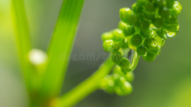 Young Vine Grapes with Water Drops in Spring Stock Image - Image of ...
