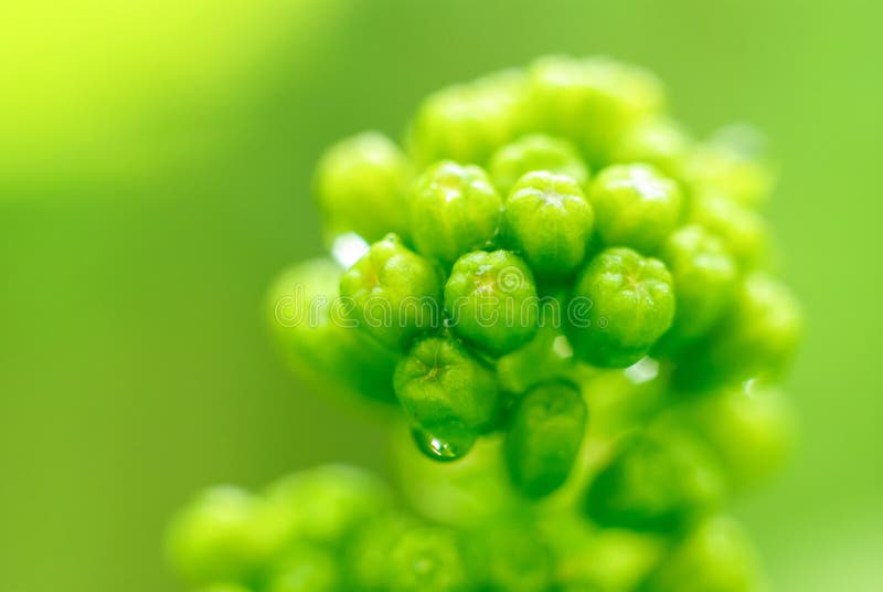 Young Vine Grapes with Water Drops in Spring Stock Image - Image of ...