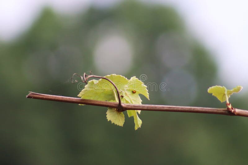 Young Vine Stem with Growing Leaves Stock Photo - Image of growing ...