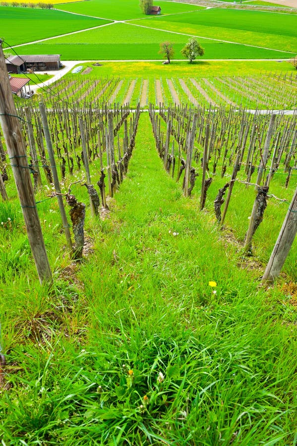 Vineyard in Spring stock photo. Image of grapes, farm - 30932726