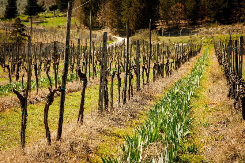 Young Vineyard on Hills in Spring, Rows of Young Grape Plants. Stock ...