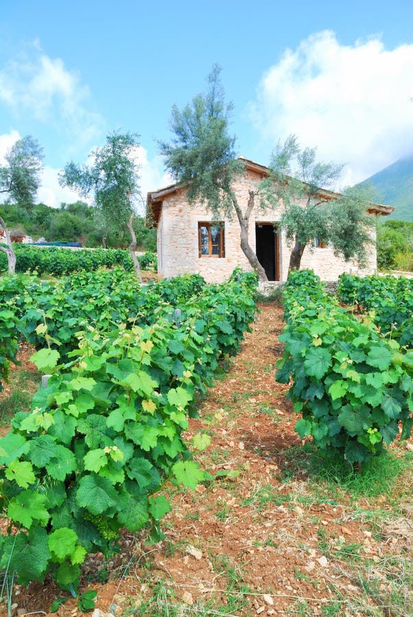 Young Vineyard with Olive Trees Stock Image - Image of leaves, lefkada ...