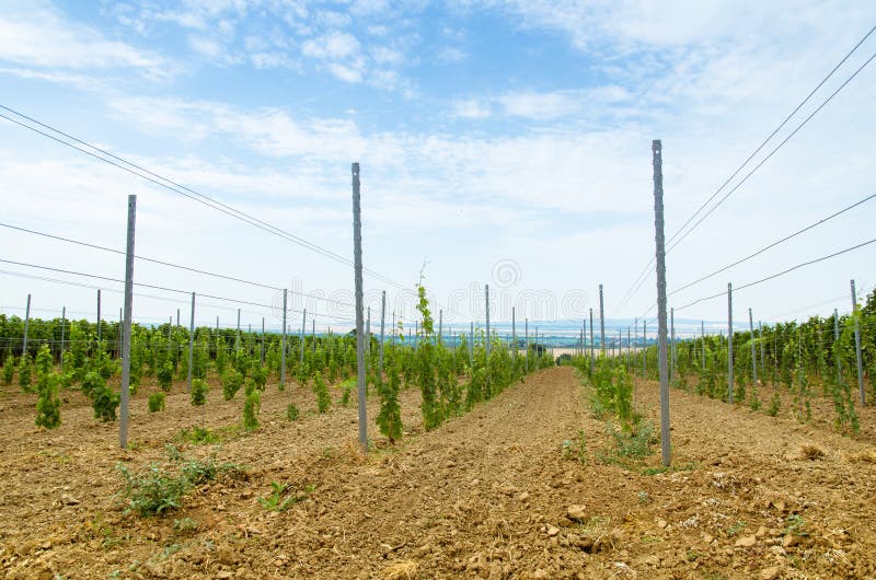 Young vineyard stock image. Image of green, viticulture - 57112971