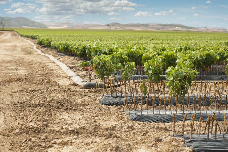 Vineyard stock photo. Image of clouds, growing, agriculture - 14912458