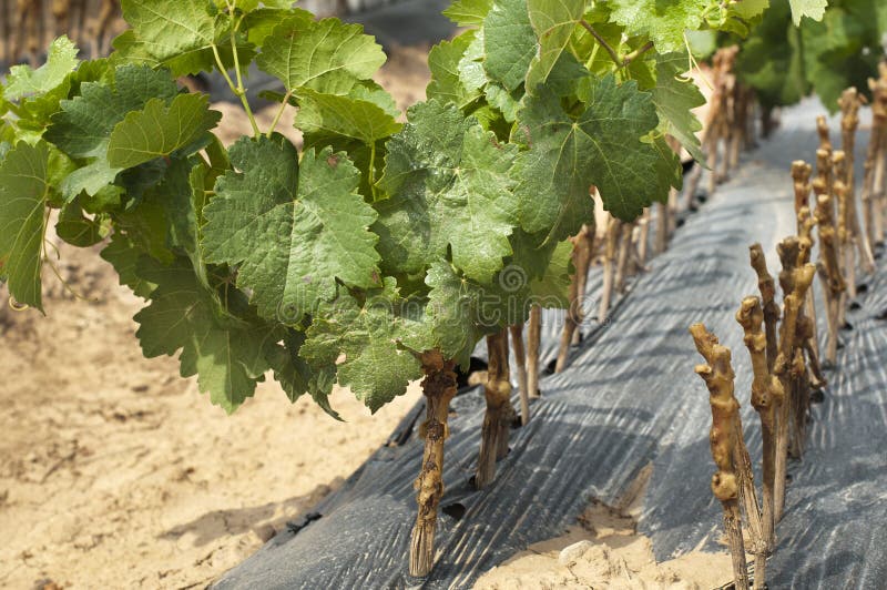 Young Vineyards in rows. stock photo. Image of growth - 27190852