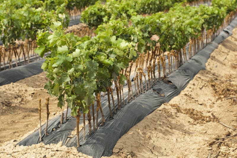 Young Vineyards in rows. stock photo. Image of dramatic - 27190854