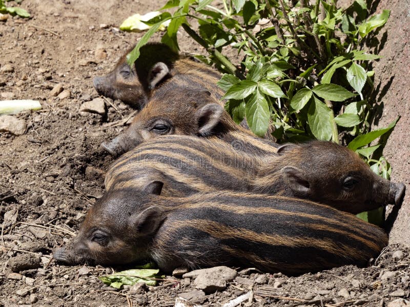Young Visayan Warty Pig, Sus Cebifrons Negrinus Resting Side by Side ...