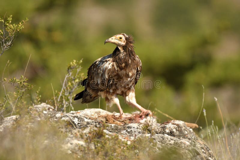 A young vulture stock photo. Image of photographs, biology - 157976308