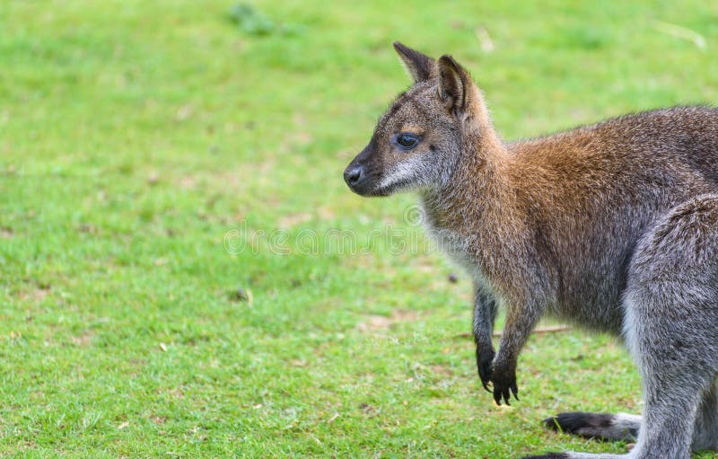 Young Wallaby Outdoors stock photo. Image of nature - 126785348
