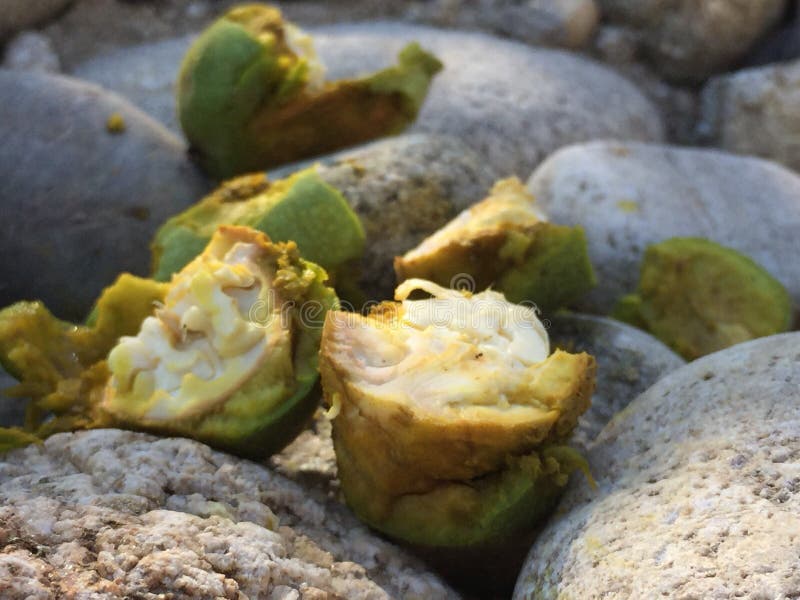 Young walnut stock image. Image of wash, difficult, summer - 109947527