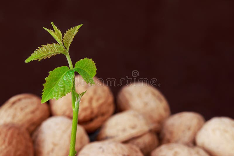 Young walnut sprout stock photo. Image of grow, roots - 90809594