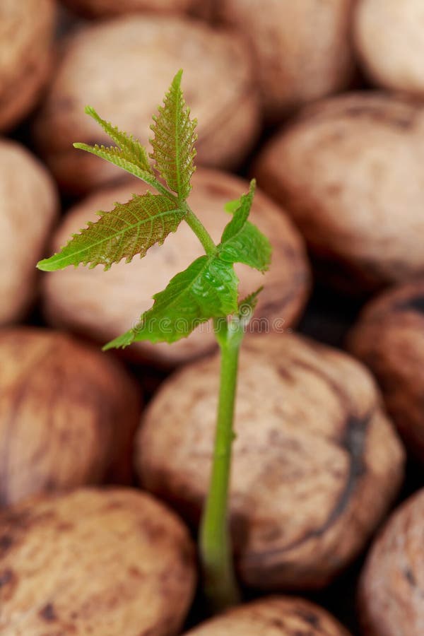Young walnut sprout stock photo. Image of brown, gardening - 91330098