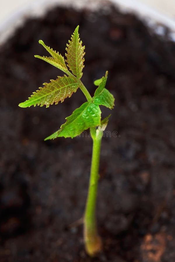 Young walnut sprout stock image. Image of walnuttree - 90667899