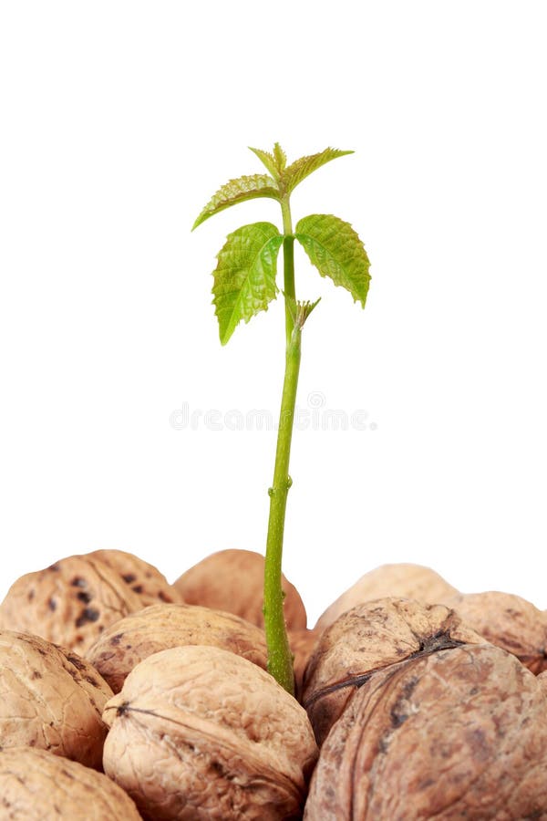 Young walnut sprout stock image. Image of peel, skin - 91330317