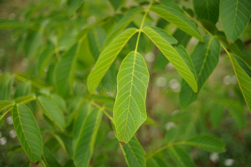 Young Walnut Tree Branch with Green Foliage in the Garden Stock Photo ...