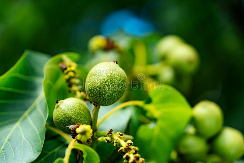 Young Walnuts on the Tree on Natural Background. Green Walnuts Ripening ...