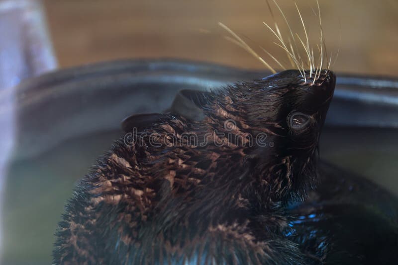 Young walrus in the pool stock photo. Image of portrait - 51764428
