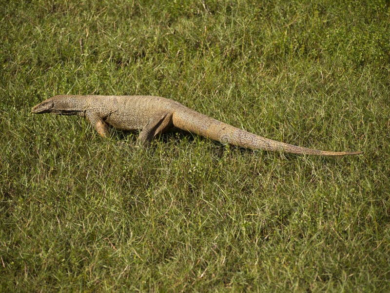 Young Waran in a National Park Stock Image - Image of small, animals ...