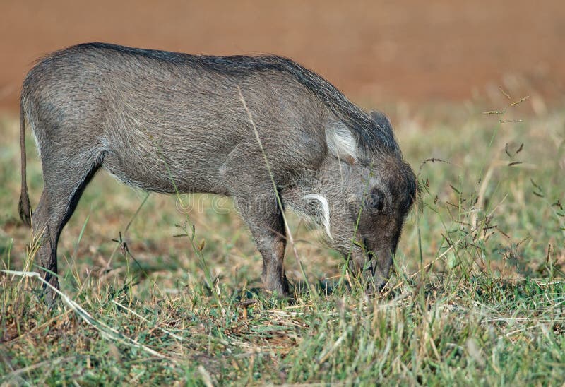 Young Warthog grazing stock photo. Image of game, farm - 30645458