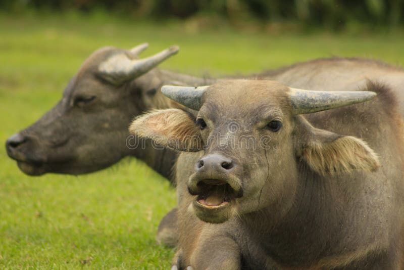 Young water buffalo stock photo. Image of horns, baby - 14347294